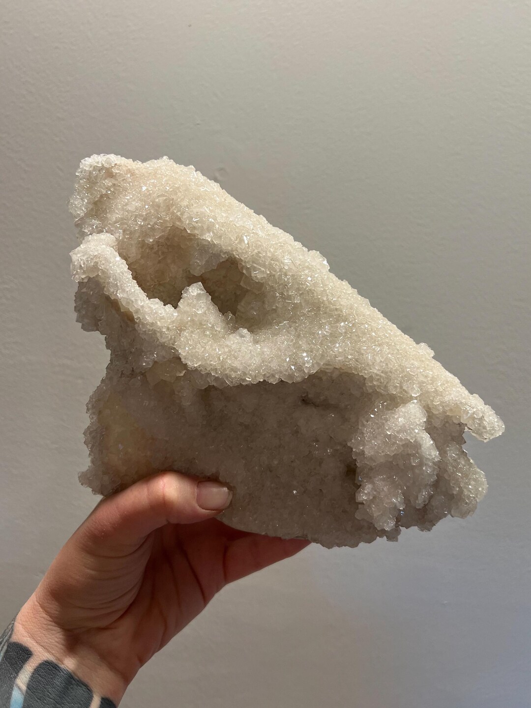 Crystallized Javelina Skull - Etsy