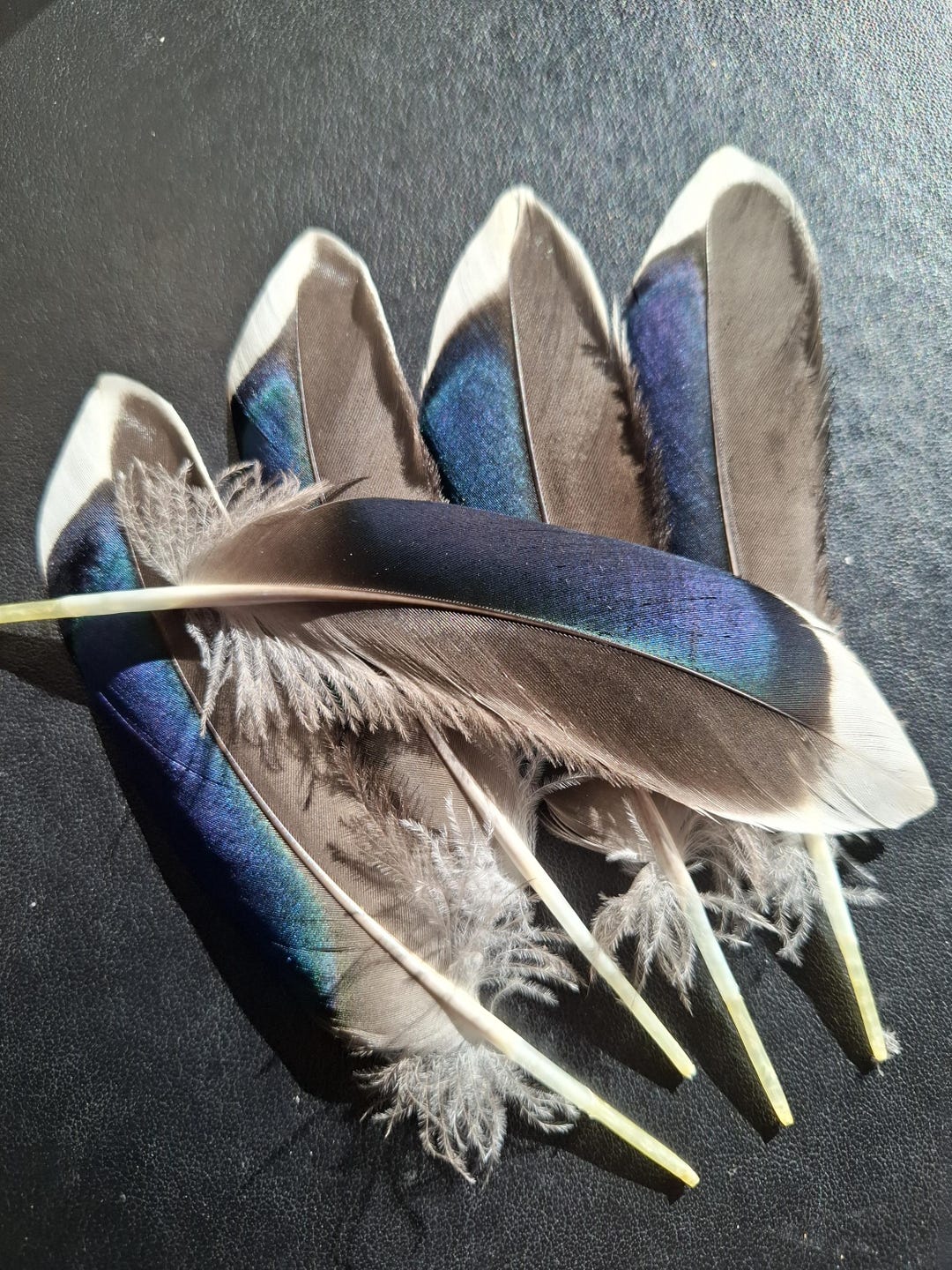 Mallard Duck Iridescent Blue Wing Feathers. Pack of 5 Feathers - Etsy