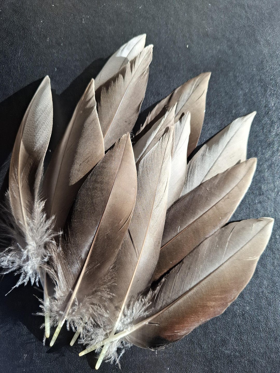 Mallard Duck Wing Feathers. Extra Large Size - Etsy