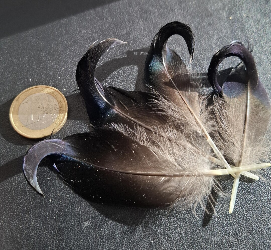 Mallard Duck Curly Tail Feathers. Pack of 4 - Etsy