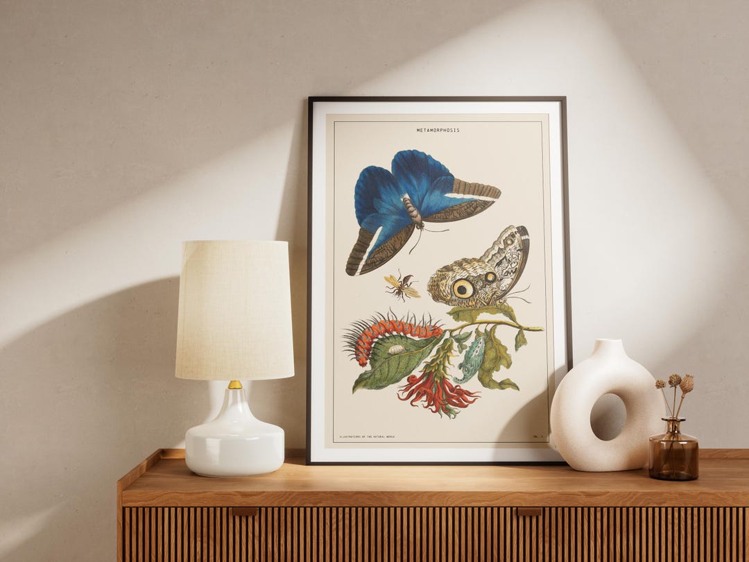 Insect Life Cycle Art Print: Vintage Entomology Botanical Wall Decor - Etsy