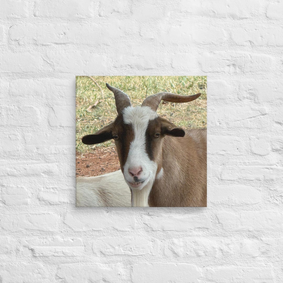 Cane the Wonky Goat From White Tree Farm Printed on Canvas - Etsy