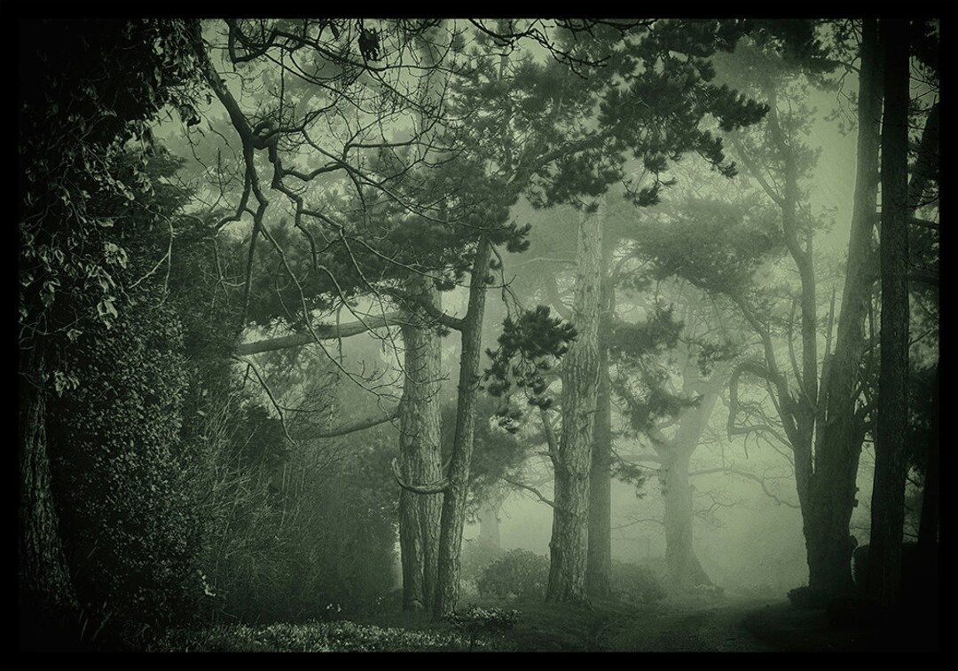 Haunted Forest - 10x7 Print of Trees Shrouded in Mist at Dawn - Etsy