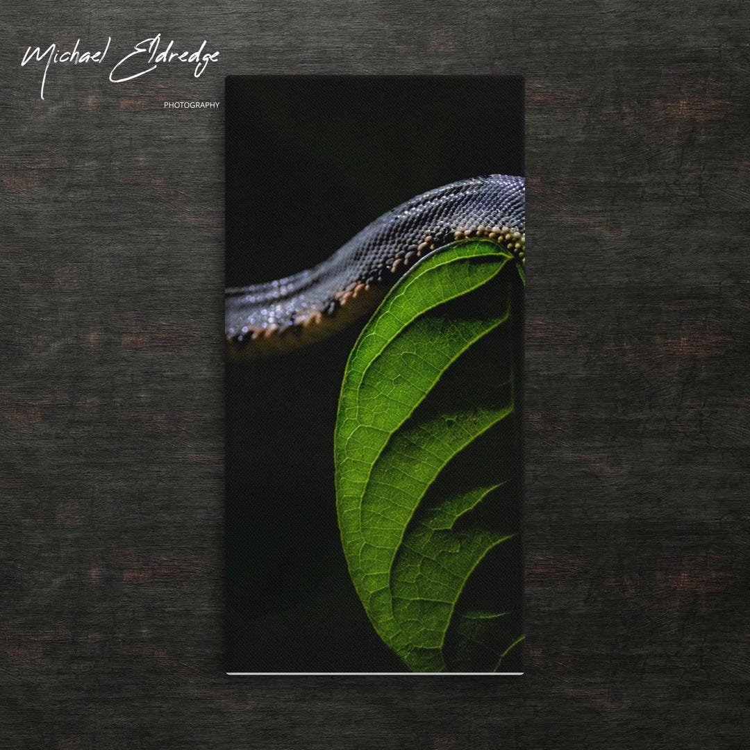 Boa Constrictor at Night Canvas Print – Vivid Wildlife Wall Art, Hand ...