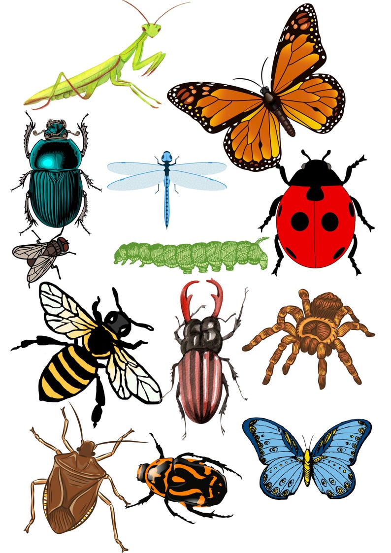 Insect Coloring Pages to Print, Bugs, Charlotte Mason, Preschool ...