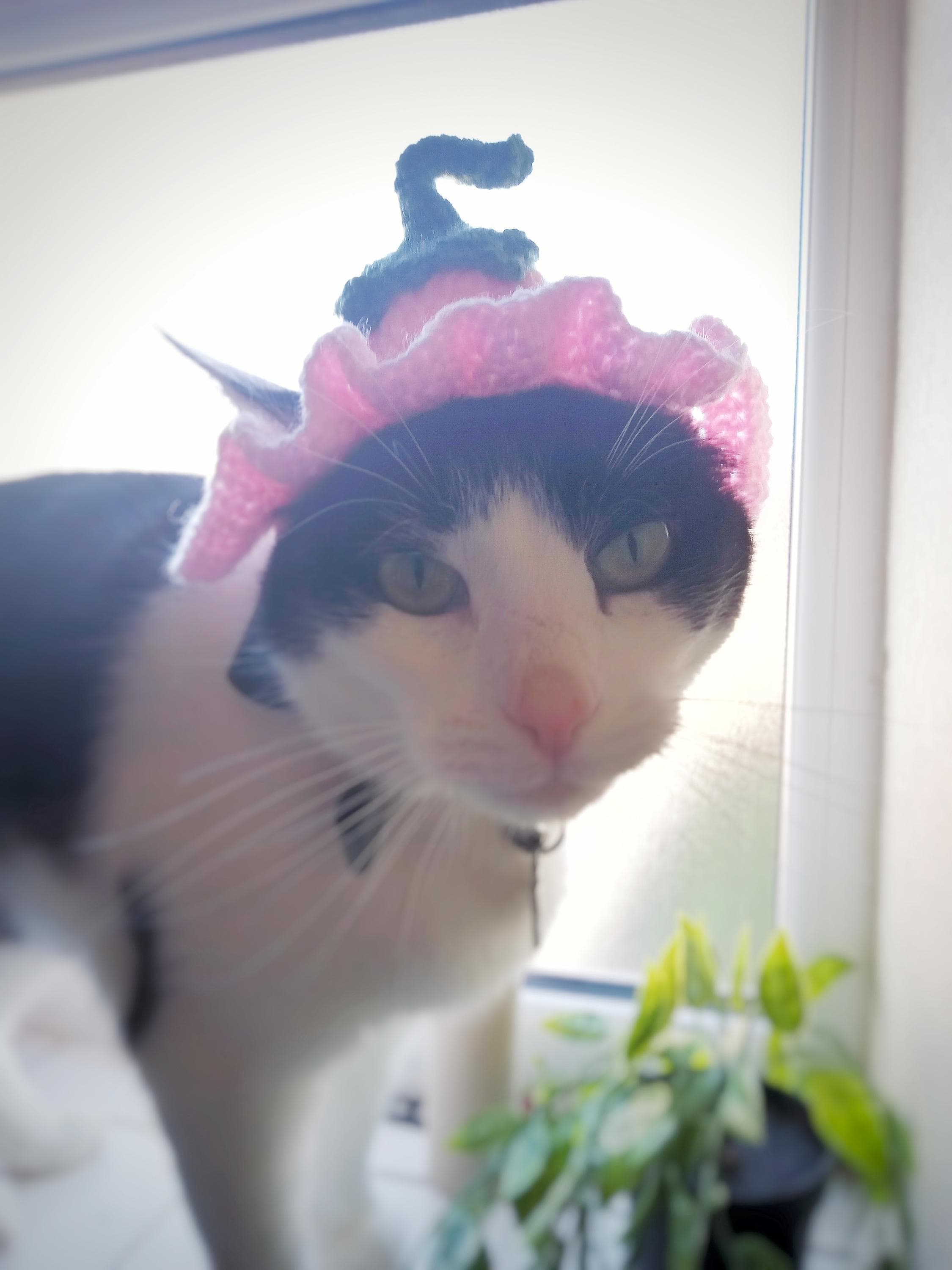 Crochet Tulip Cat Bucket Hat PDF PATTERN ONLY Adjustable Stem (also ...