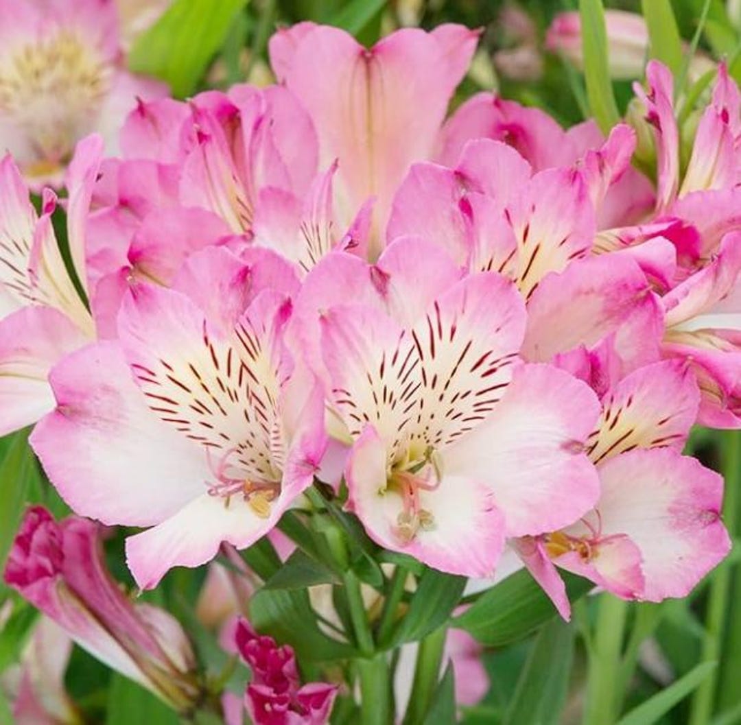 Organic Heirloom Pink Alstroemeria Seeds - Etsy