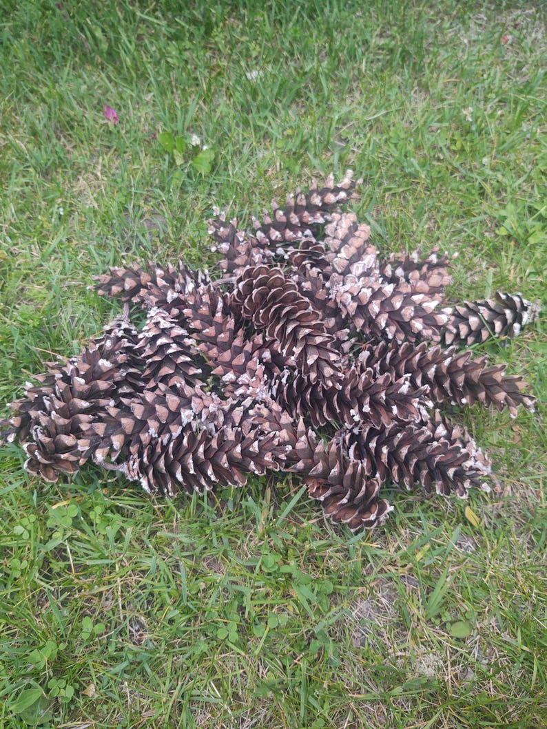 White Pine Cones - Etsy