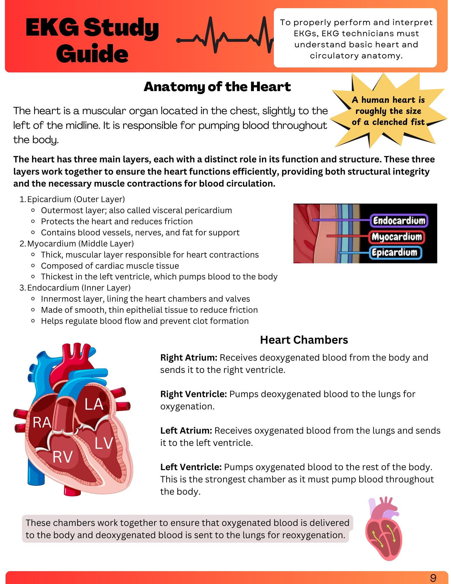 EKG Study Guide - Comprehensive Companion for NHA Exam & Allied Health ...