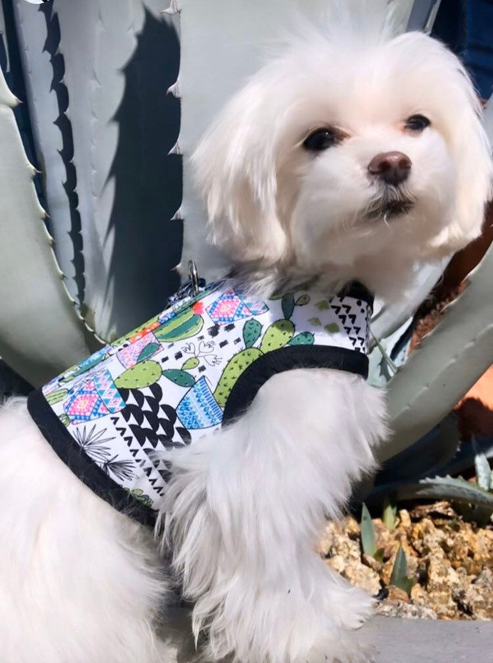 Cactus Small Dog Harness Made in USA - Etsy