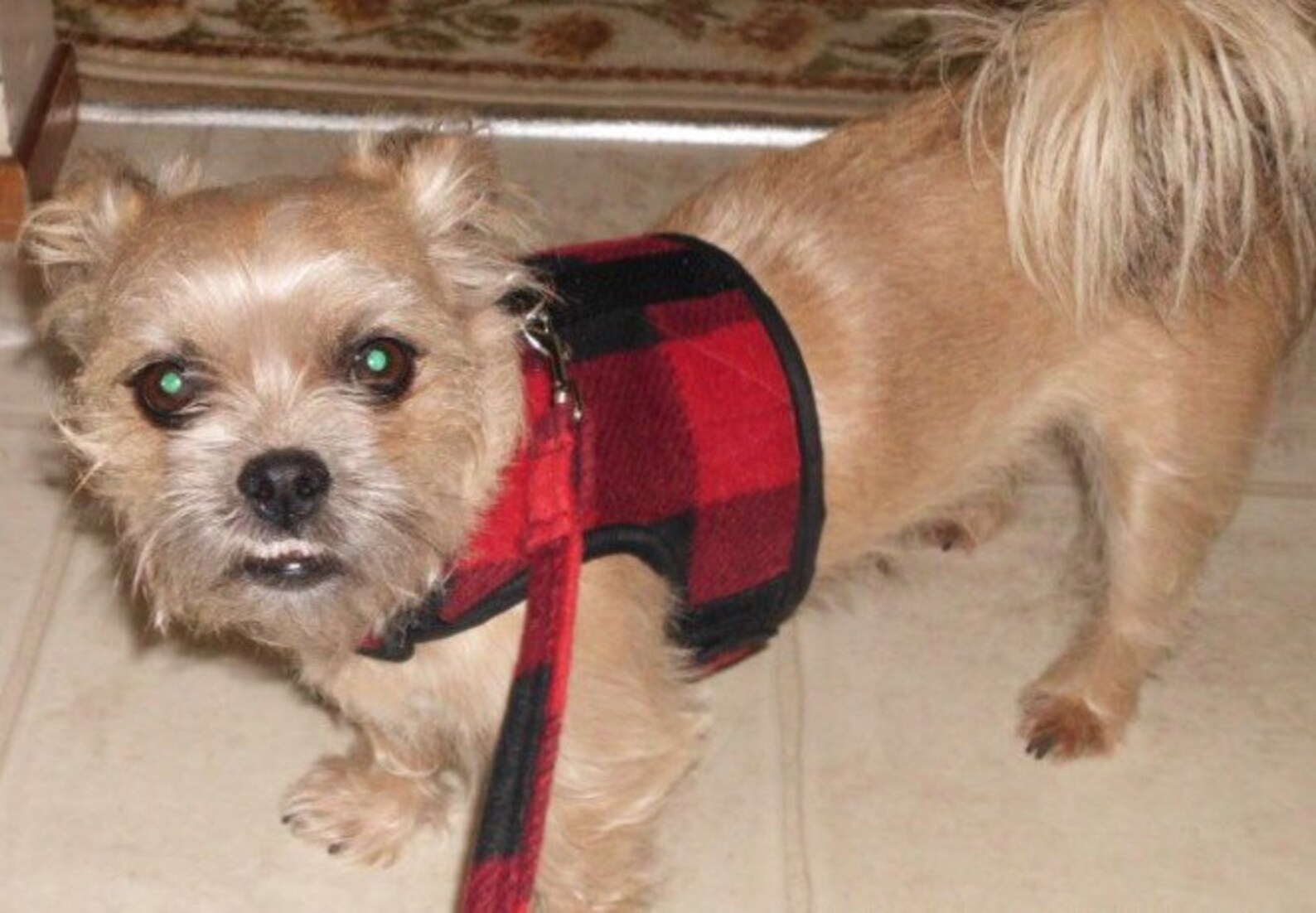 Lumberjack Small Dog Harness Made in USA, Dog Harness, Dog Harnesses ...