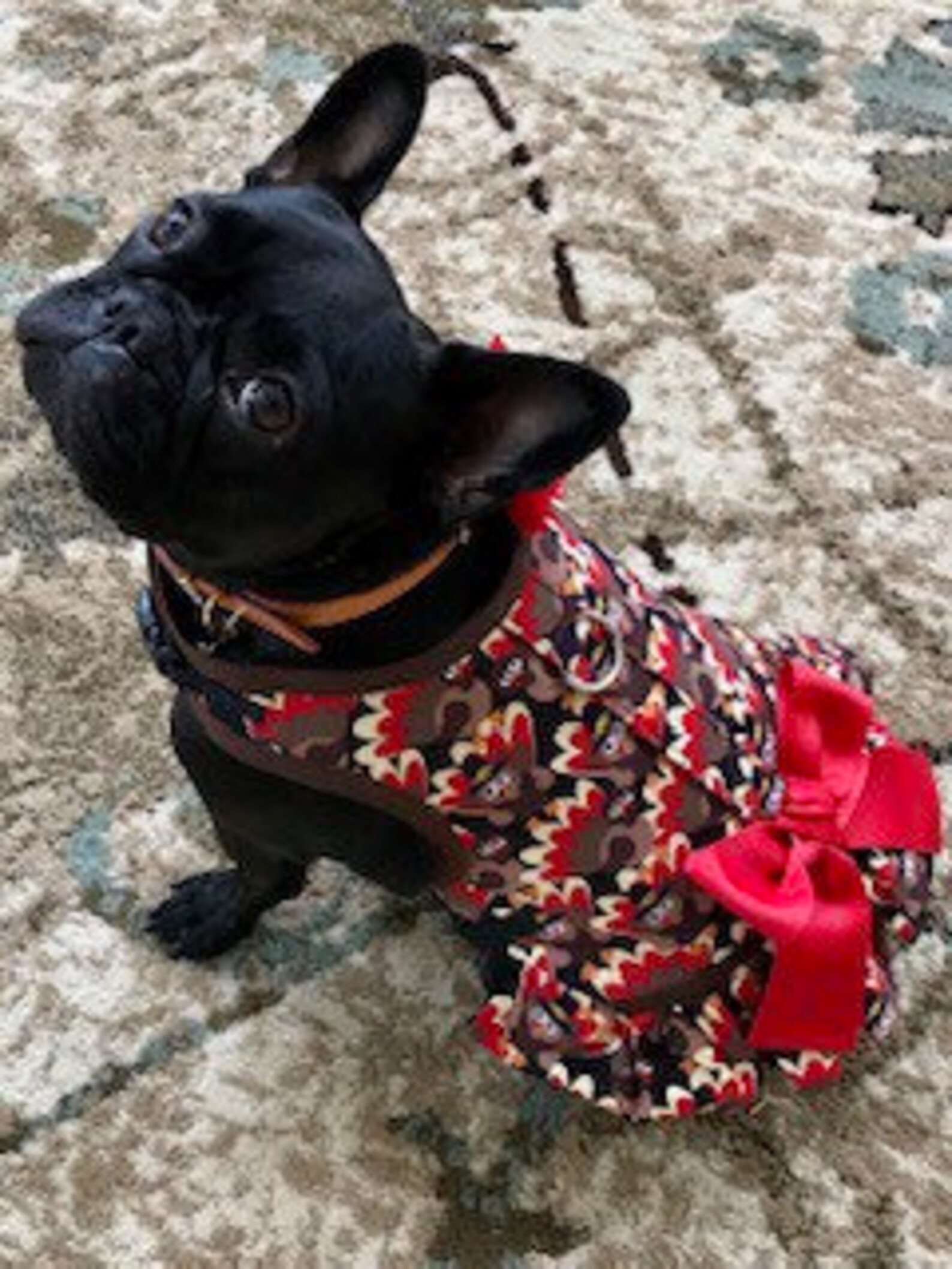 Happy Turkey Small Dog Harness, Thanksgiving, Made in USA, Dog ...