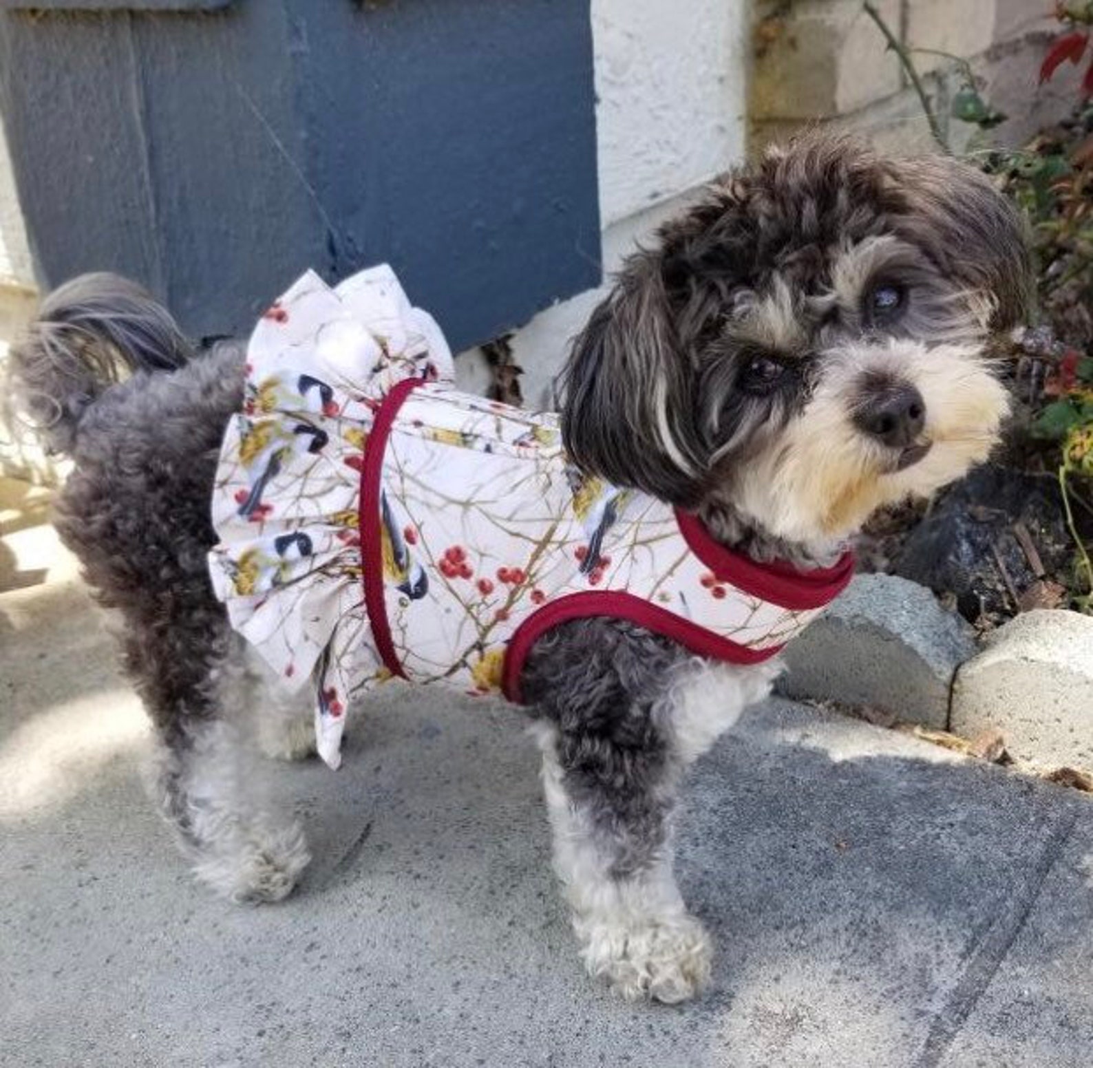 Chickadee berry print Ruffle Dog Harness Made in USA dog | Etsy