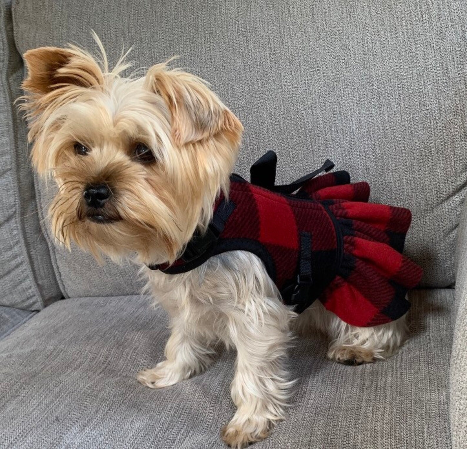 Buffalo Check Fleece Small Dog Ruffle Harness Dog Harnesses - Etsy