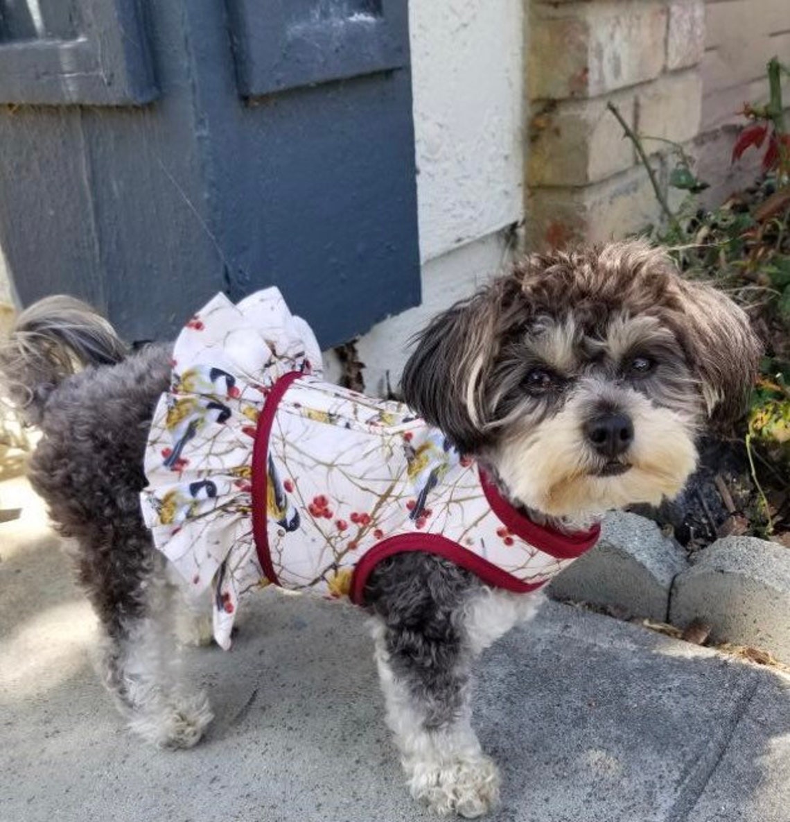 Chickadee berry print Ruffle Dog Harness Made in USA dog | Etsy