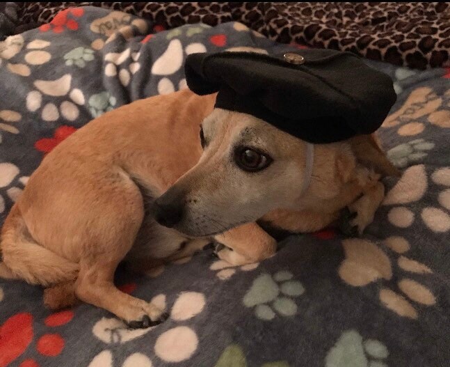 Dog Beret Only Any Color With Contrast Button and Stitching | Etsy Canada