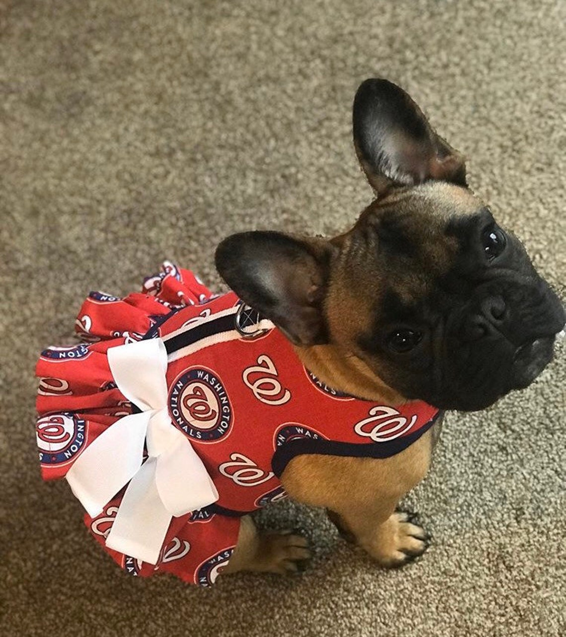 Small Dog Ruffle Harness Washington Nationals Made in USA | Etsy