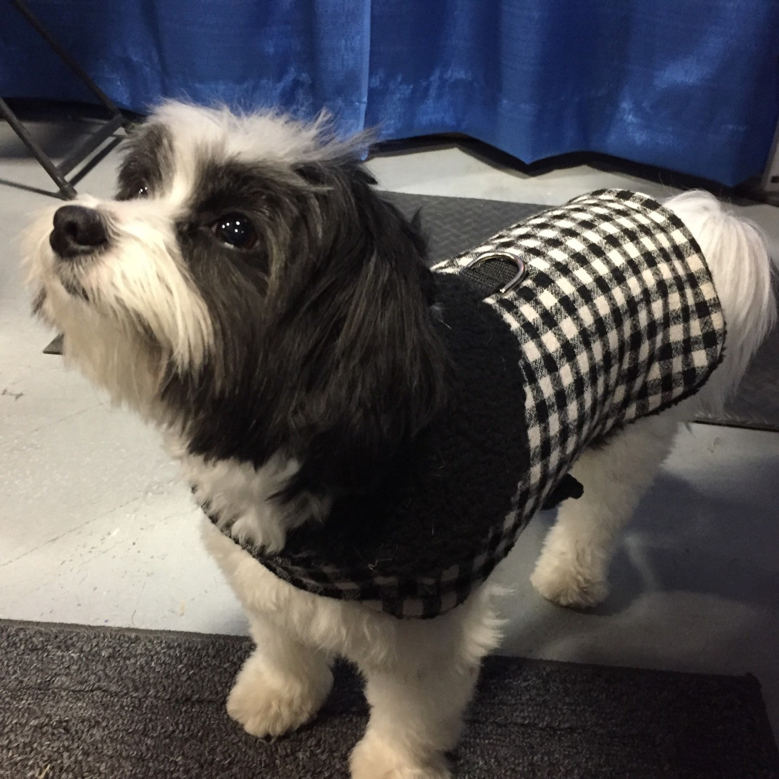 Small Dog Wool Check Sherpa Lined Harness Jacket Dog Coat | Etsy