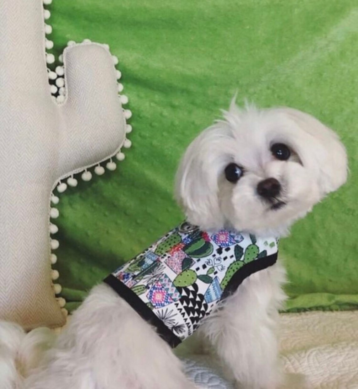 Cactus Small Dog Harness Made in USA - Etsy