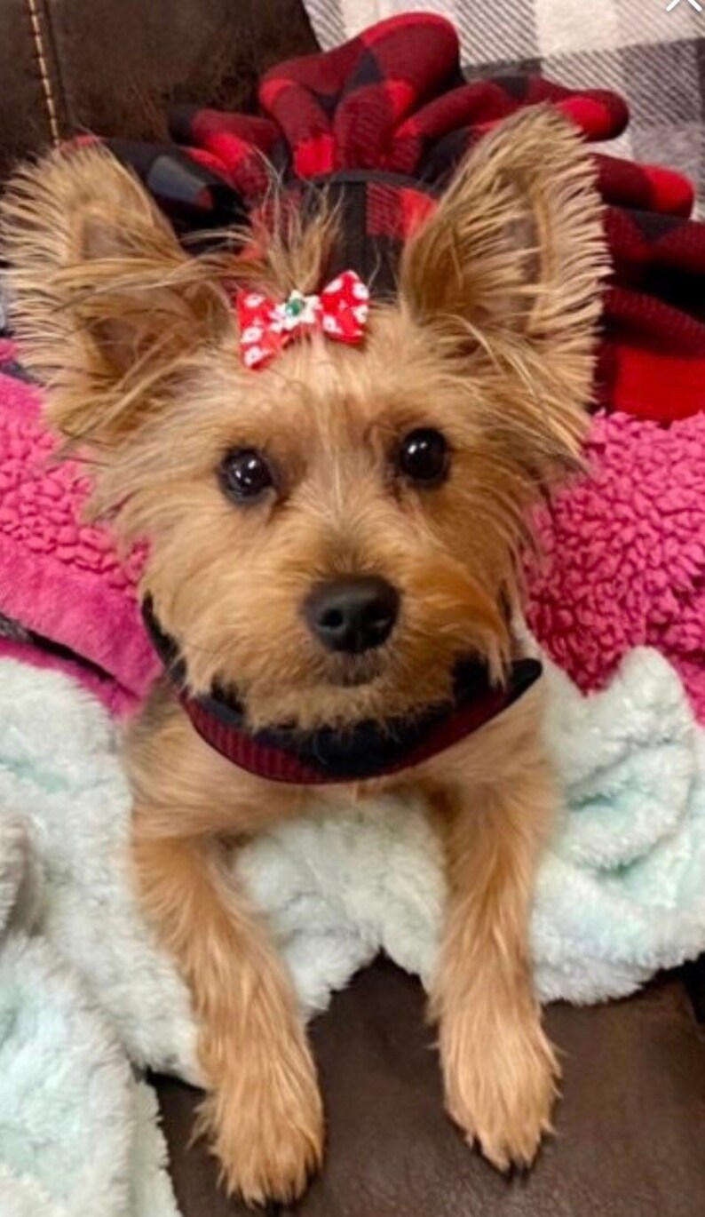 Buffalo Check Fleece Small Dog Ruffle Harness Dog Harnesses - Etsy