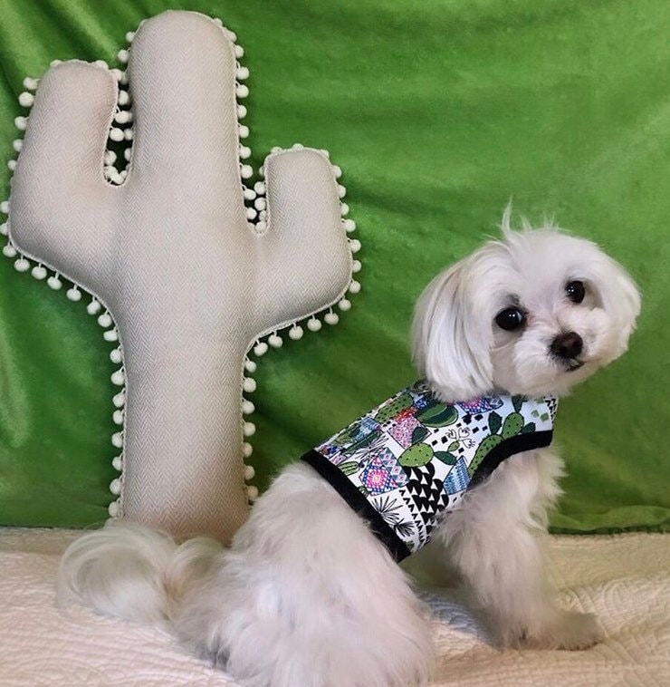Cactus Small Dog Harness Made in USA | Etsy