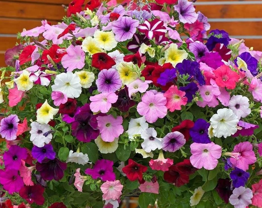 50 Petunia Mixed, Flower Mix Great for Hanging Basket or Pots .seeds ...