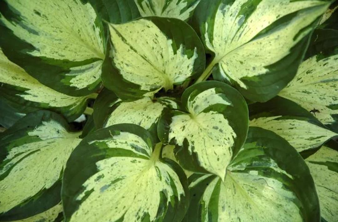 10 Seeds Hosta Revolution Hosta, Hostas, Plantain Lilies, Perennial ...