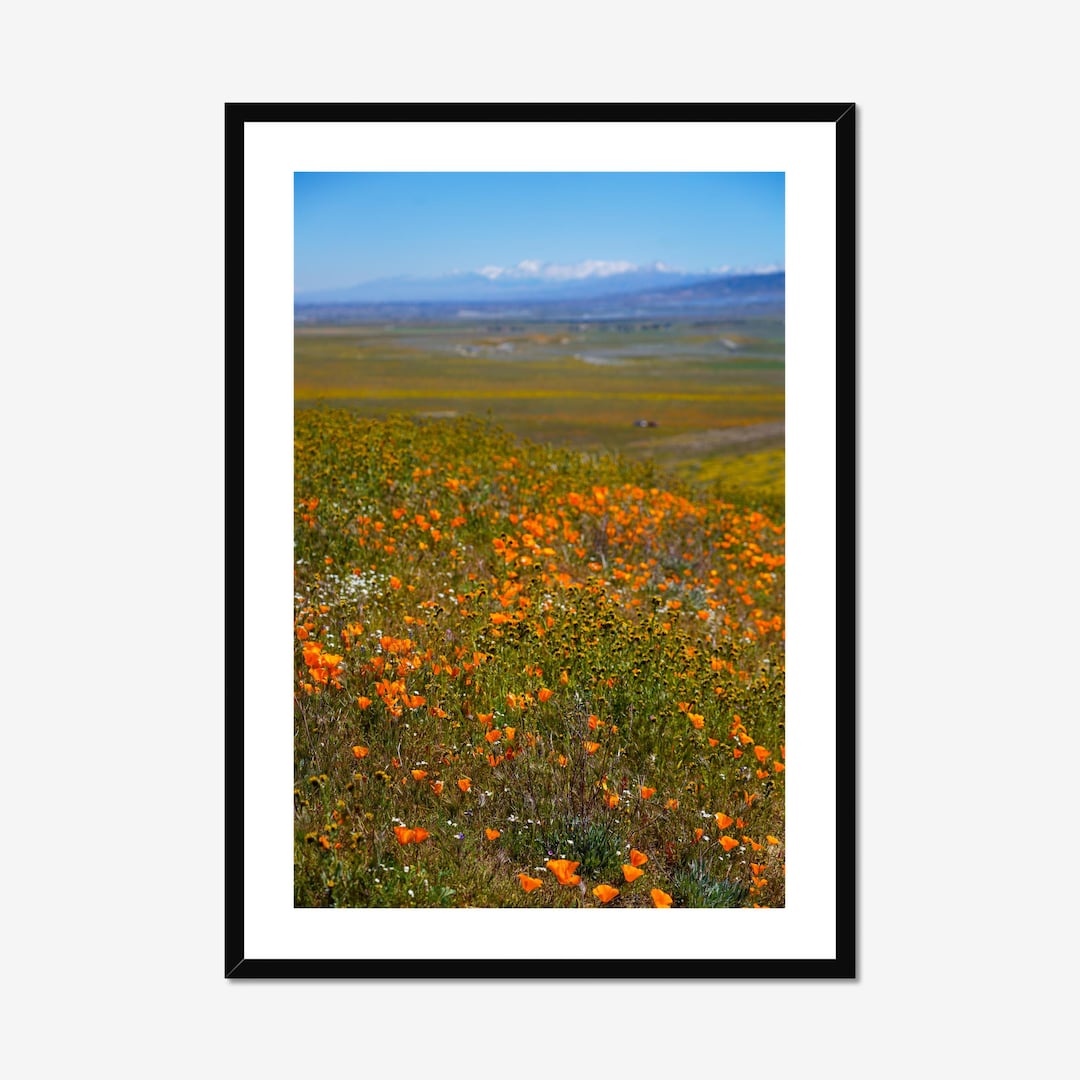 Epic Poppy Fields in Antelope Valley, Southern California With Distant ...