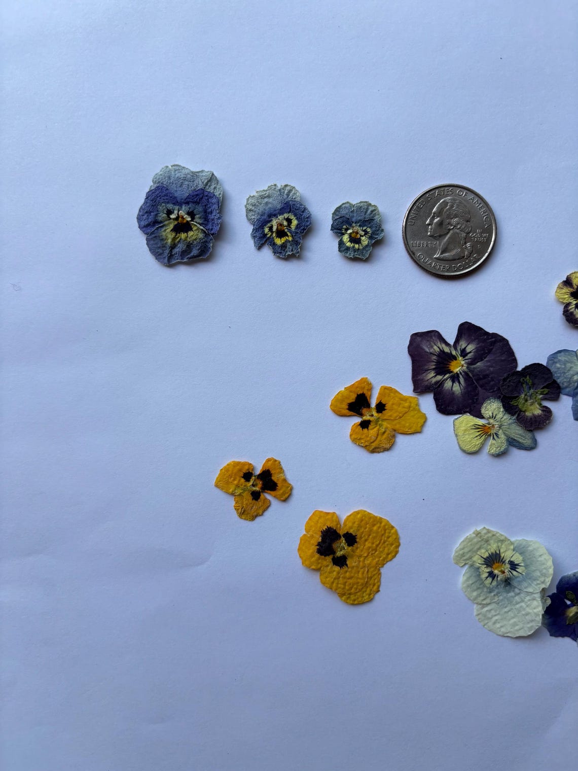 20 Small Pressed Dried Pansies | Random Assortment | Real Dried Flowers ...