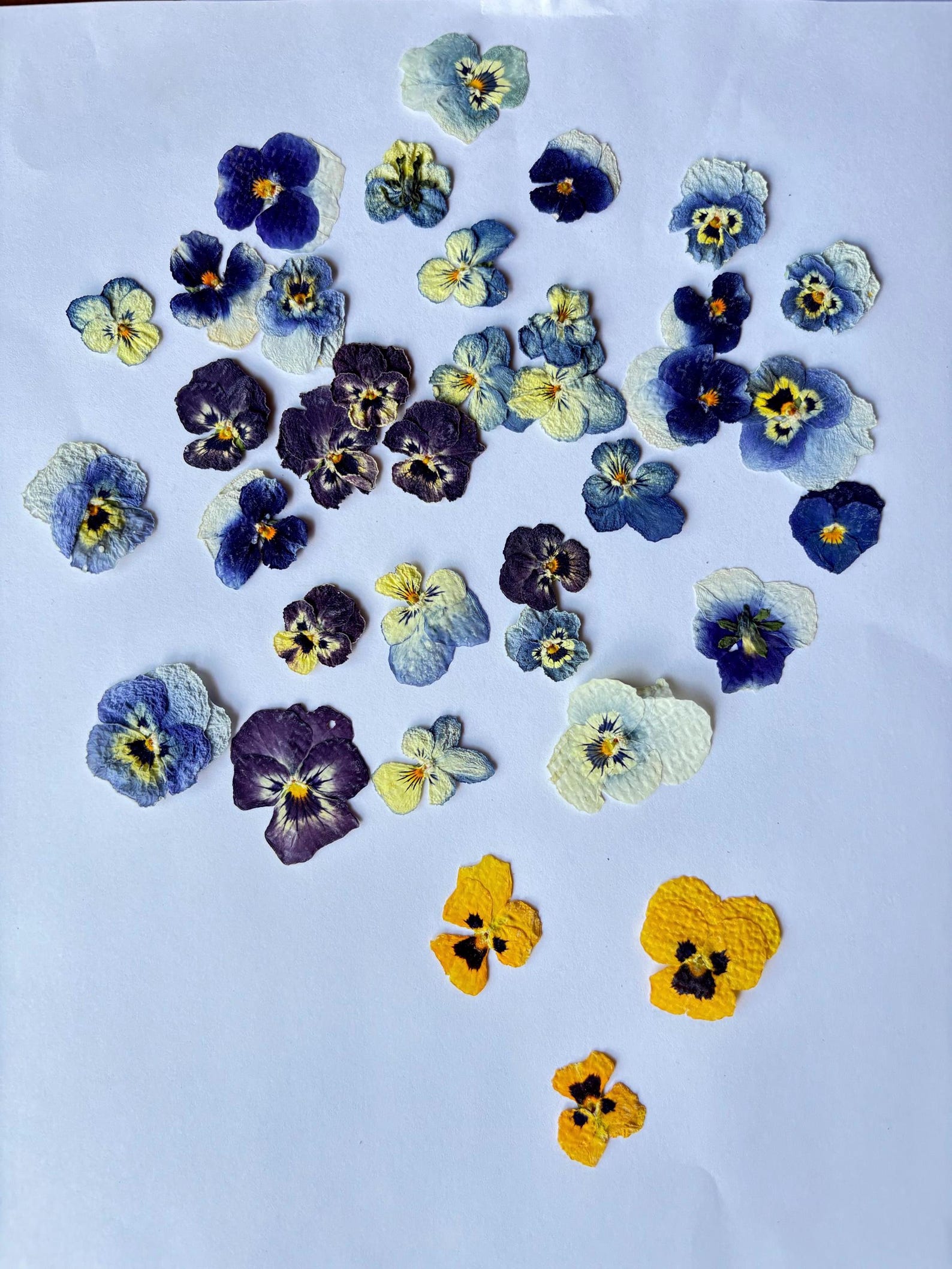 20 Small Pressed Dried Pansies | Random Assortment | Real Dried Flowers ...