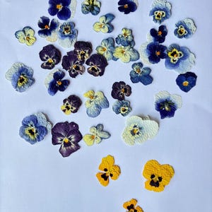 20 Small Pressed Dried Pansies | Random Assortment | Real Dried Flowers ...