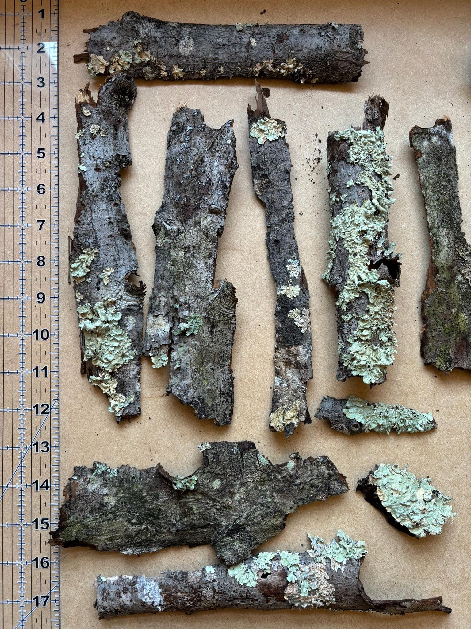Lichen-covered Tree Bark | Large Natural Bark Pieces for Fairy Houses ...