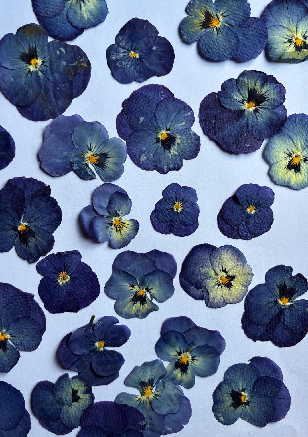 10 Pressed Dried Pansies | Real Dried Flowers | for Resin, Crafting ...