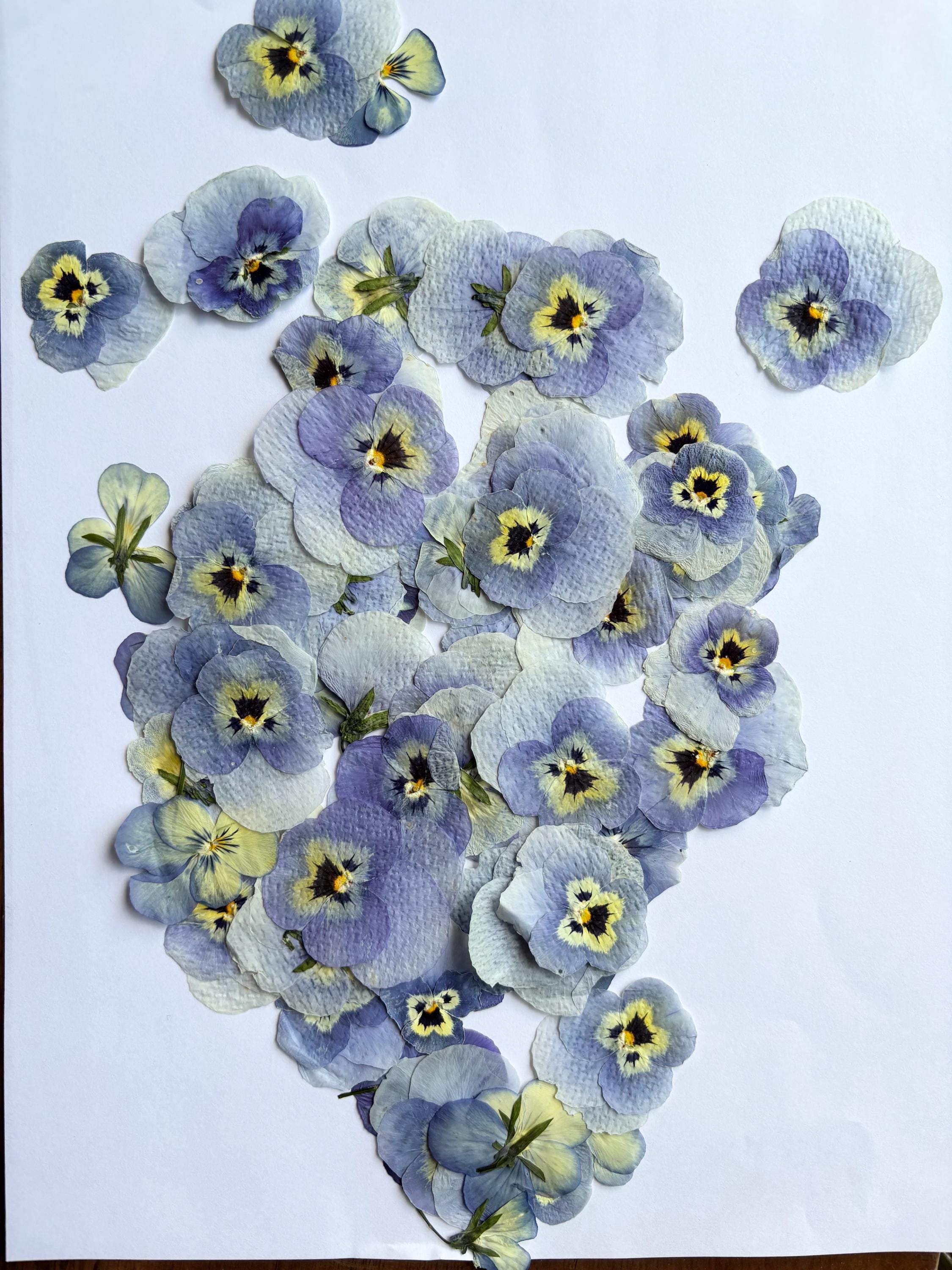 10 Pressed Dried Pansies | Real Dried Flowers | for Resin, Crafting ...