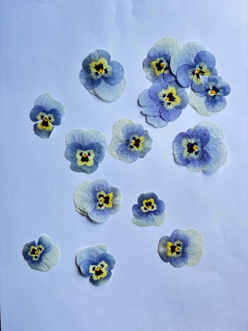 10 Pressed Dried Pansies | Real Dried Flowers | for Resin, Crafting ...