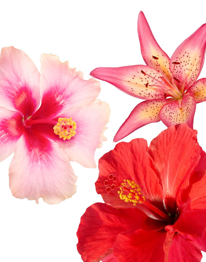 Tropical Pink & Red Hibiscus and Lily Digital Wall Art | Vibrant Floral ...