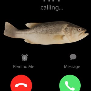 Fih Calling Remind Me Message Decline Accept Phone Call Fish Png, “fih ...