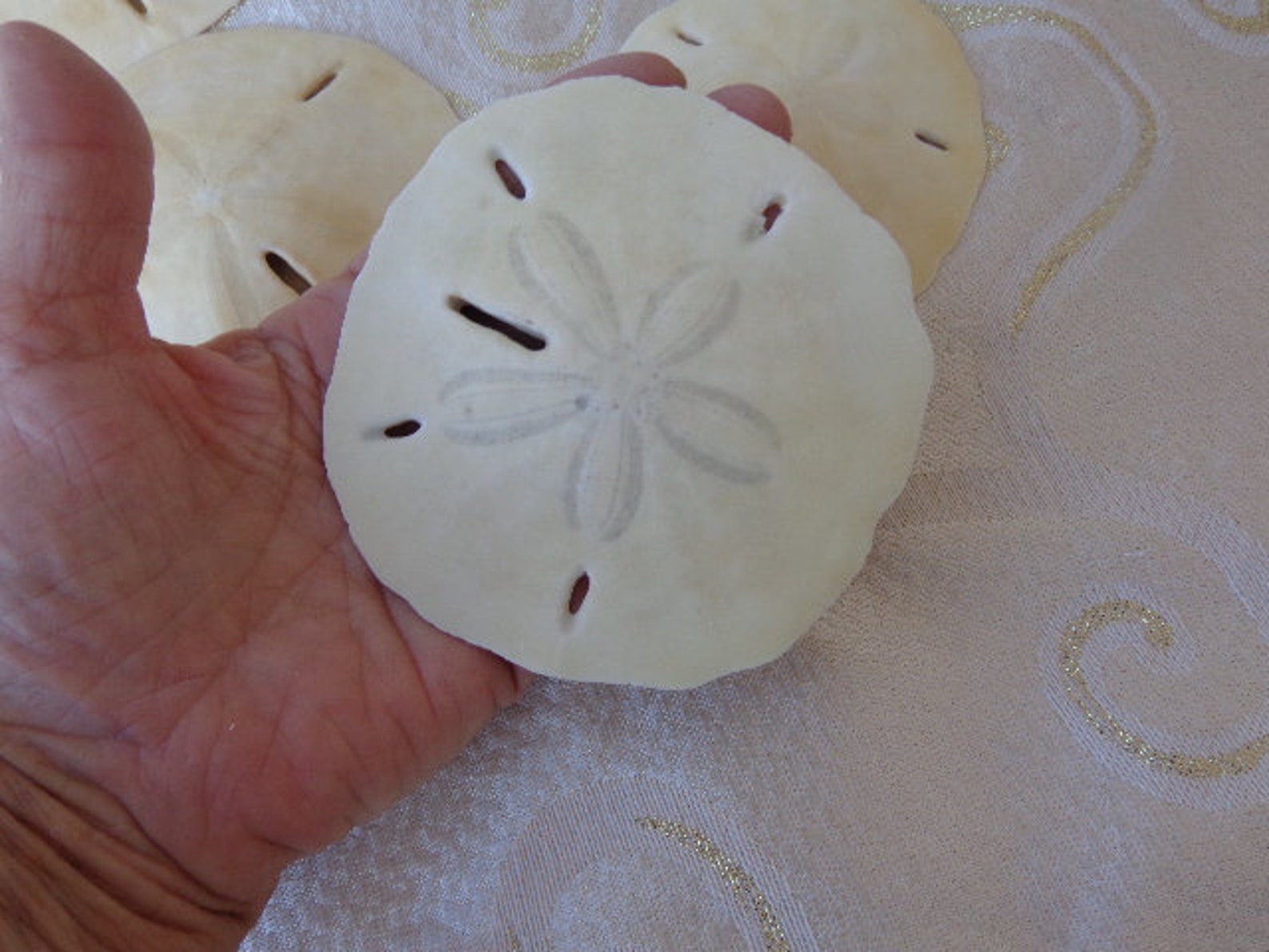 SAND DOLLARS CRAFT 5 Sand Dollars for Crafts and Painting | Etsy