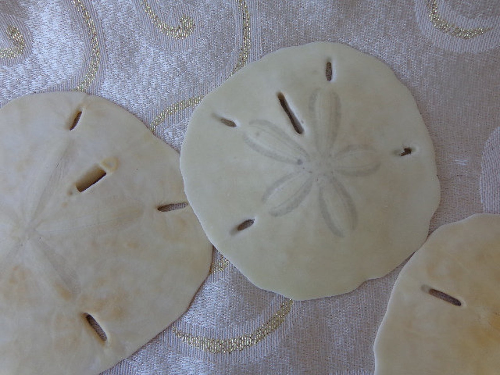 SAND DOLLARS CRAFT 5 Sand Dollars for Crafts and Painting | Etsy