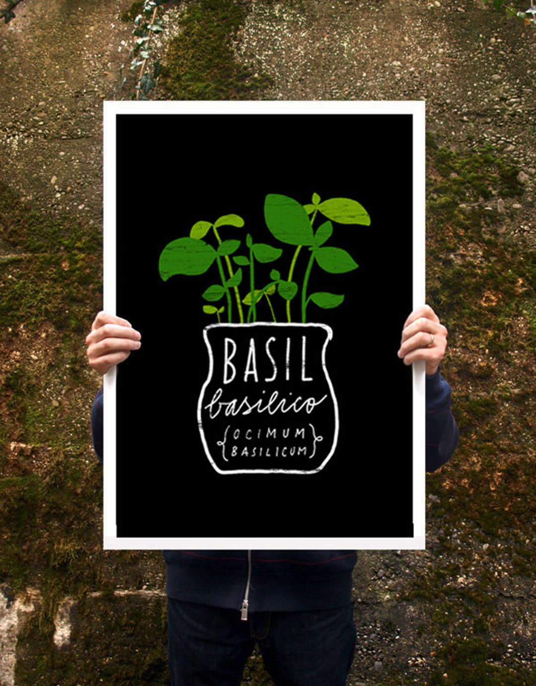 Basil Herb Italian Green Kitchen Poster Print 20x27 Archival Fine Art ...