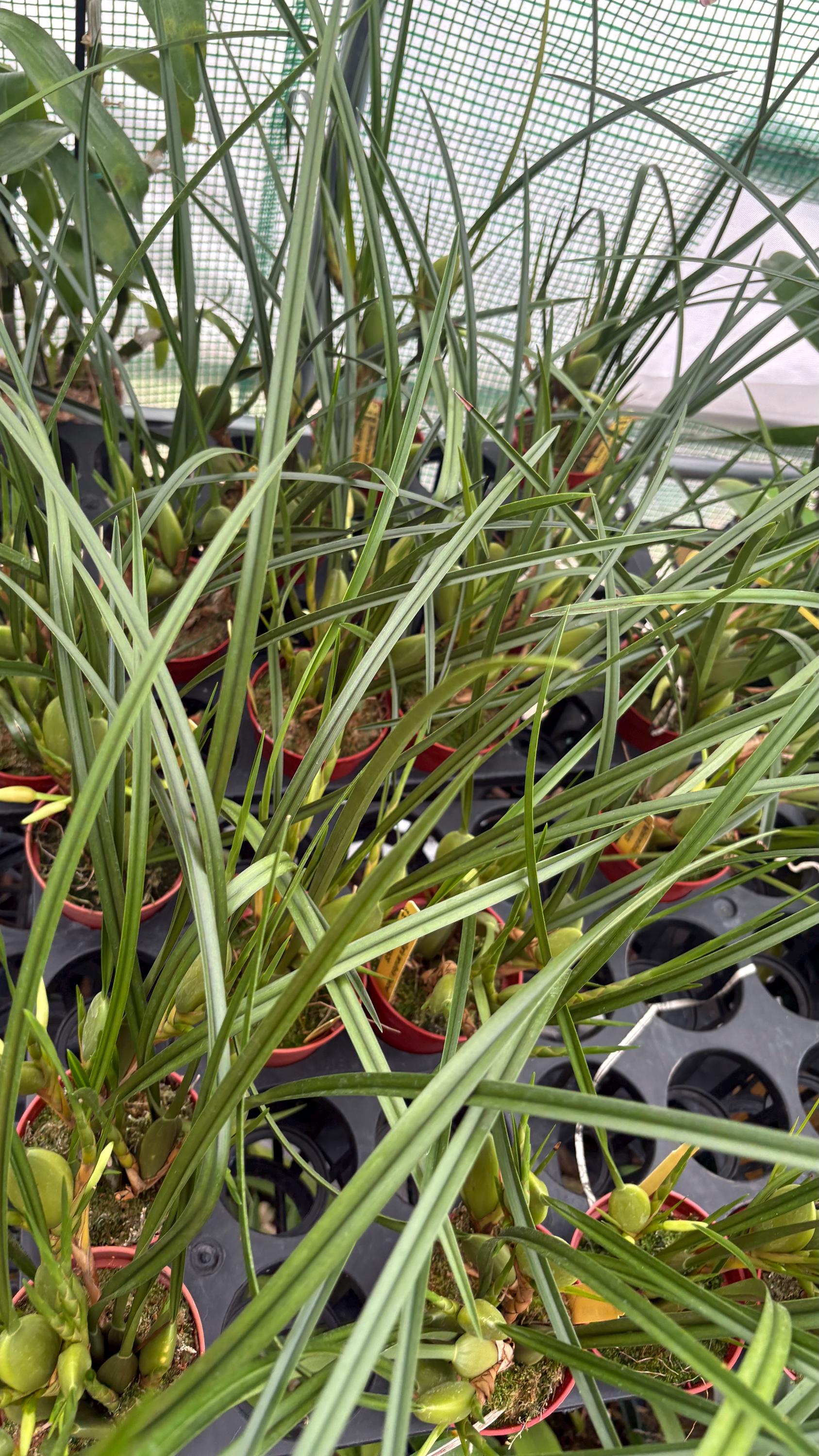 Maxillaria Tenuifolia (yellow) - Etsy