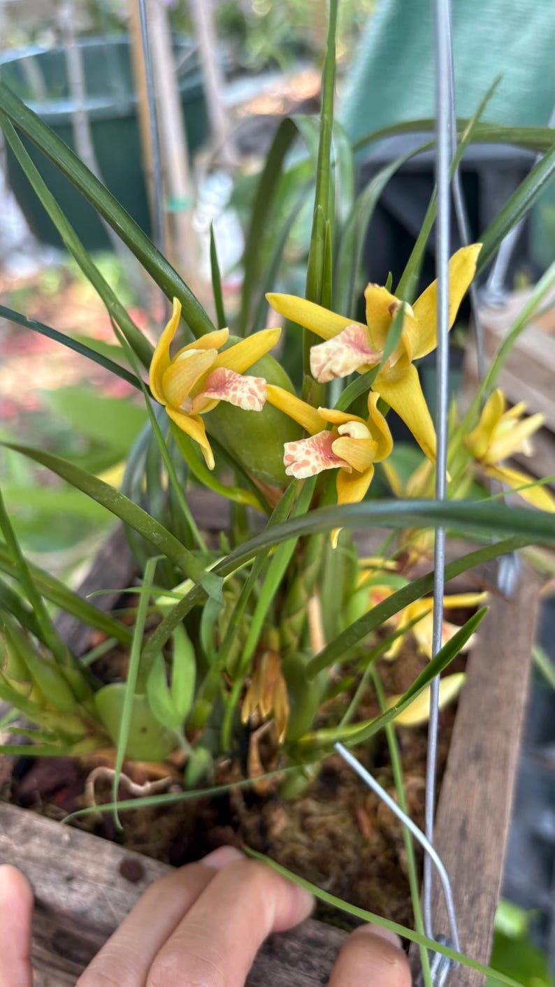 Maxillaria Tenuifolia (yellow) - Etsy