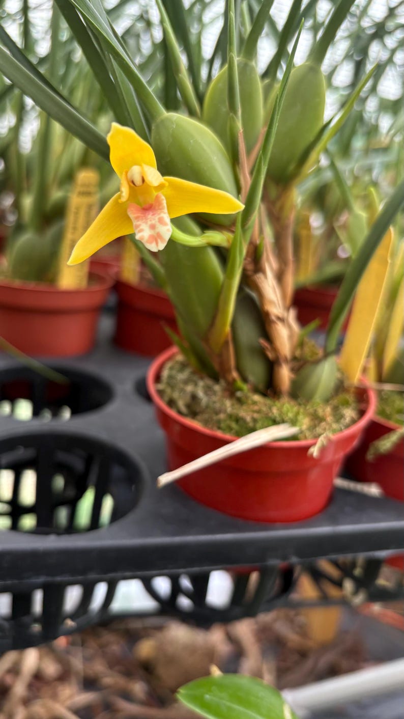 Maxillaria Tenuifolia (yellow) - Etsy