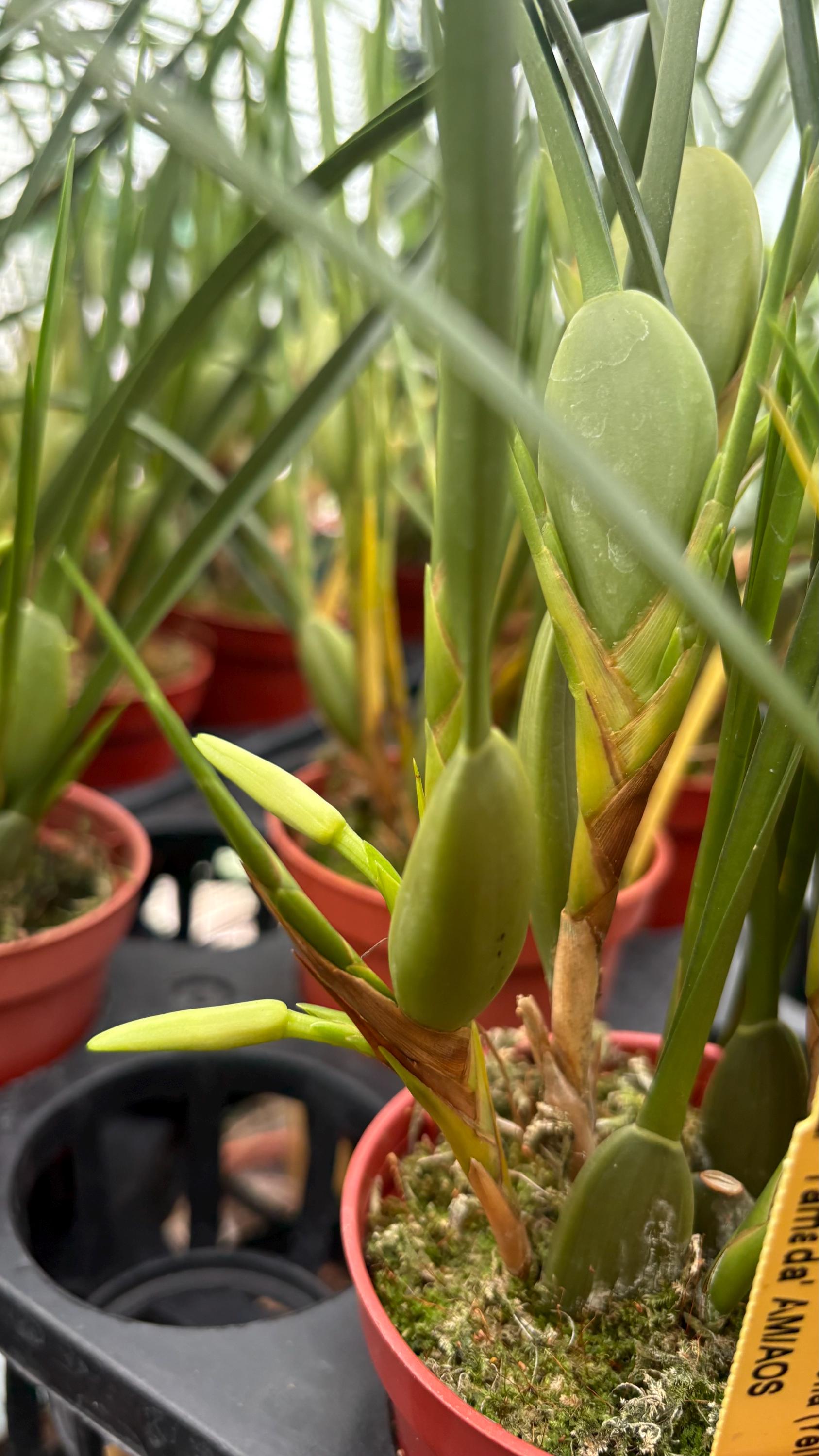 Maxillaria Tenuifolia (yellow) - Etsy