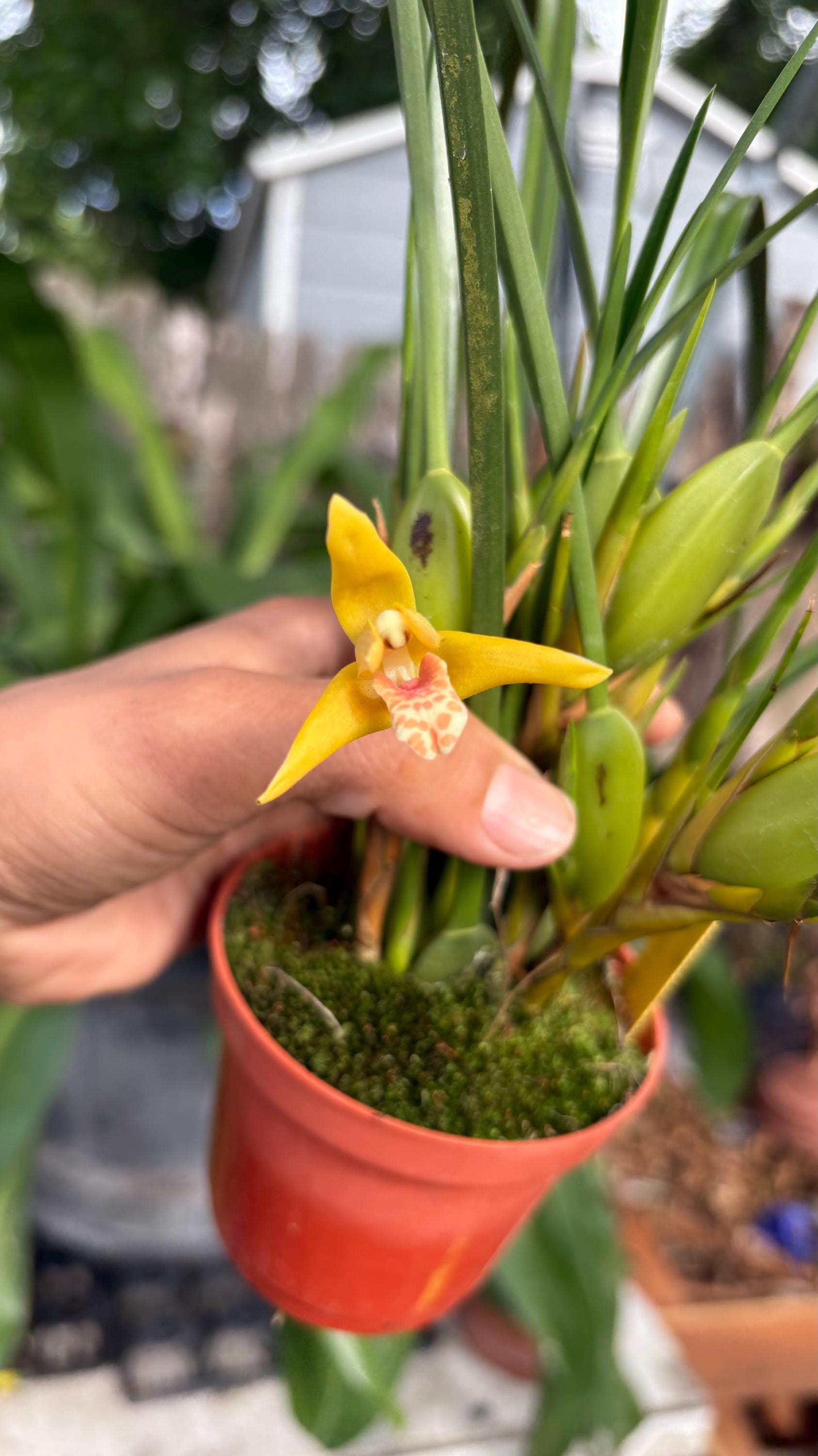 Maxillaria Tenuifolia (yellow) - Etsy