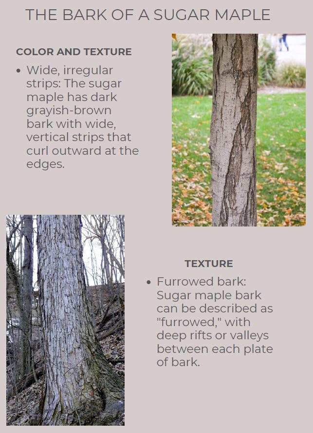 How to Make Organic Maple Syrup A Step-by-step Guide for Beginners, the ...
