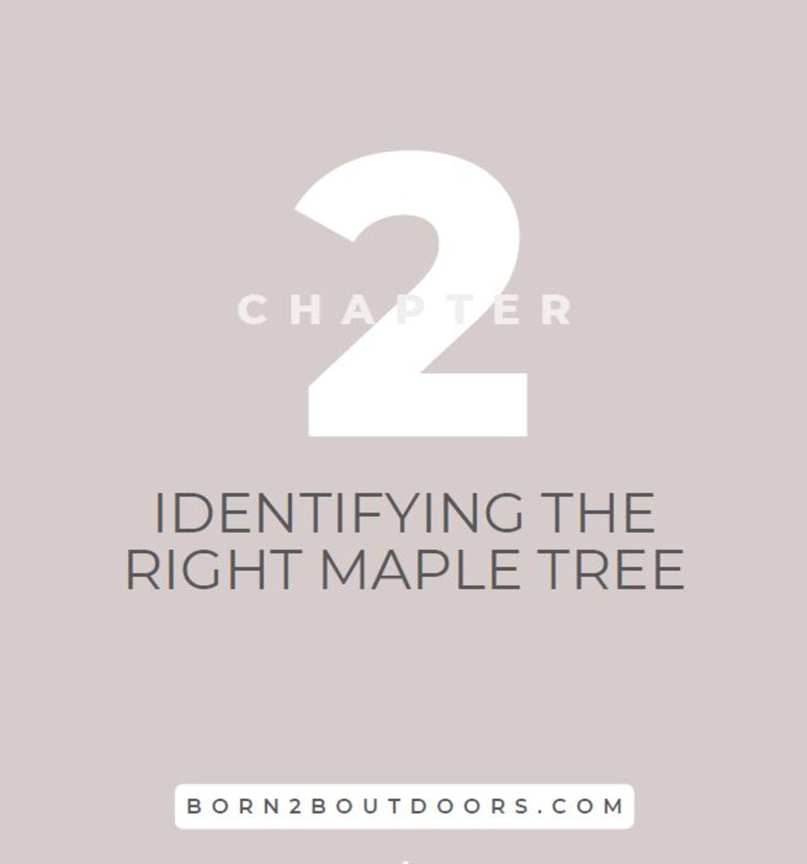 How to Make Organic Maple Syrup A Step-by-step Guide for Beginners, the ...
