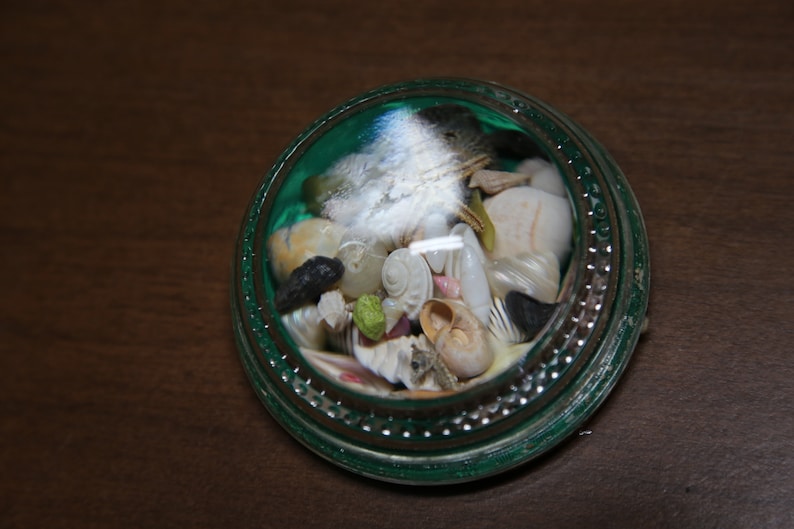 Vintage Retro Resin SEASHELL Starfish Paperweight - Etsy