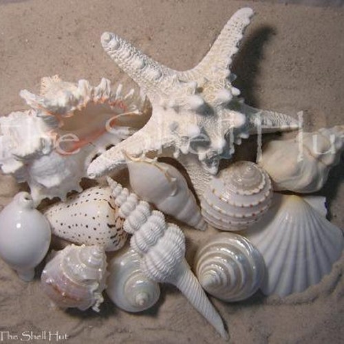 shellhut - Etsy