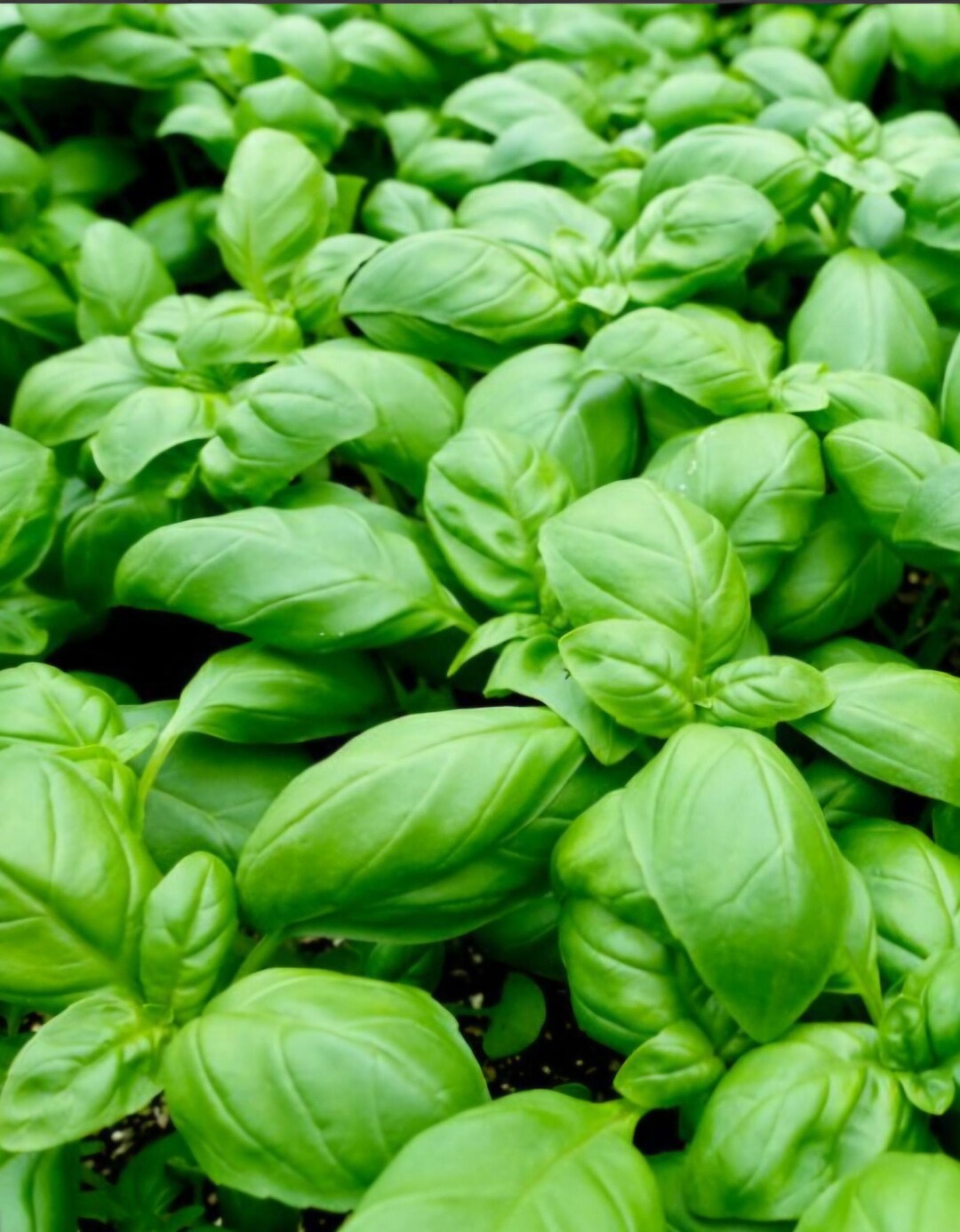 Organic Basil Seeds – Italian Basil, Sweet Basil, Non-gmo, Heat ...
